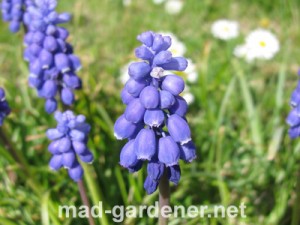 Les muscaris embellissent vos jardins de touches bleus Mad Gardener ...